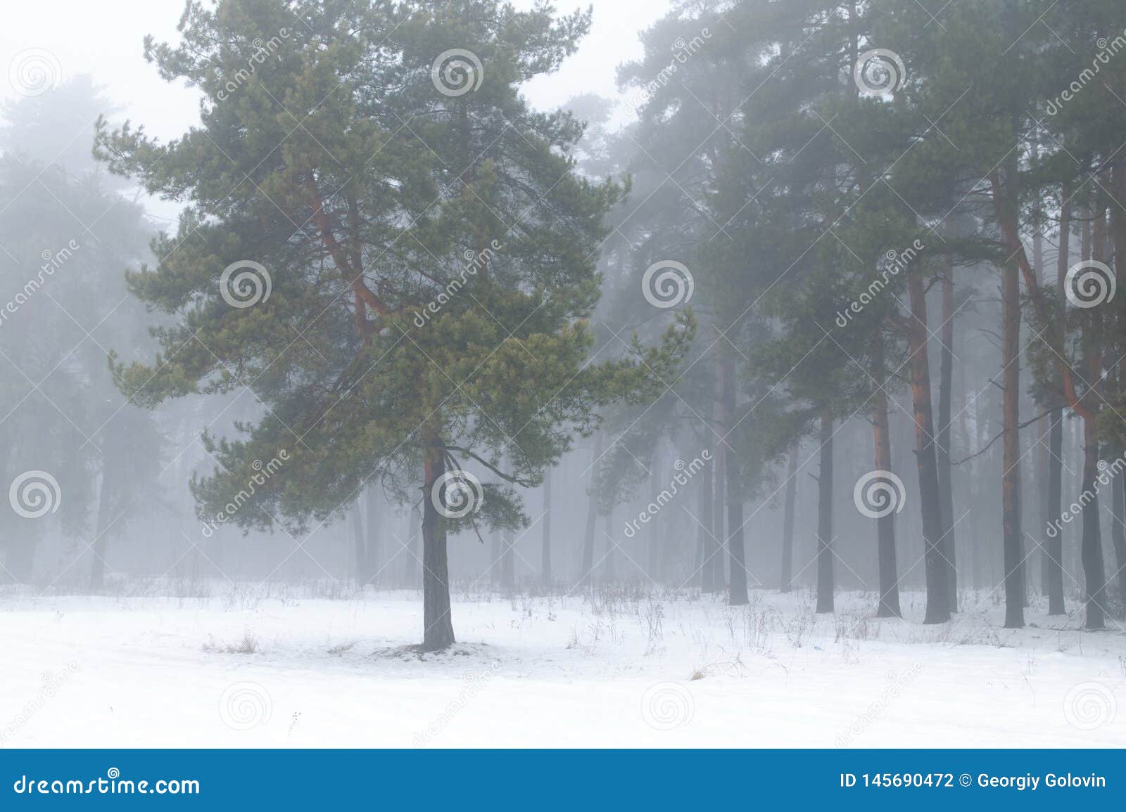 Winter Pine Tree Forest in a Mist Stock Photo - Image of landscape ...