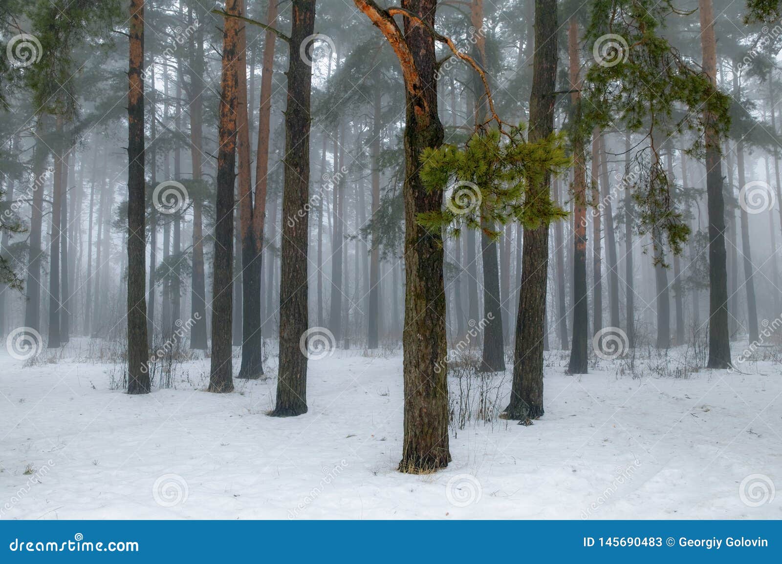 Winter Pine Tree Forest in a Mist Stock Image - Image of beautiful ...