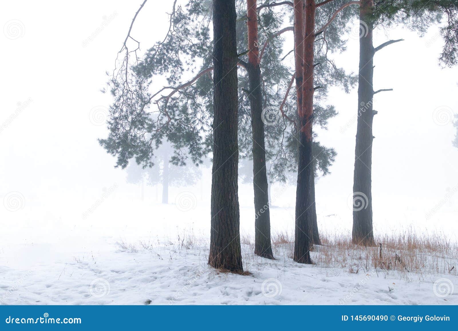 Winter Pine Tree Forest in a Mist Stock Photo - Image of beauty ...
