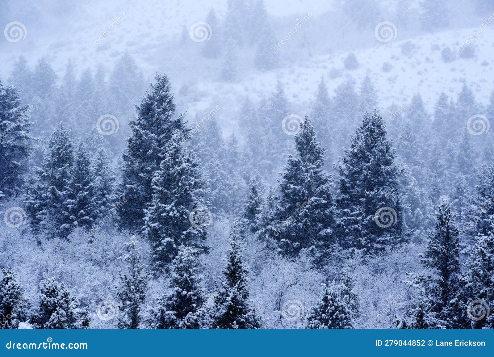 Winter Pine Tree Forest on Mountainside Snow Texture Blizzard Snow ...
