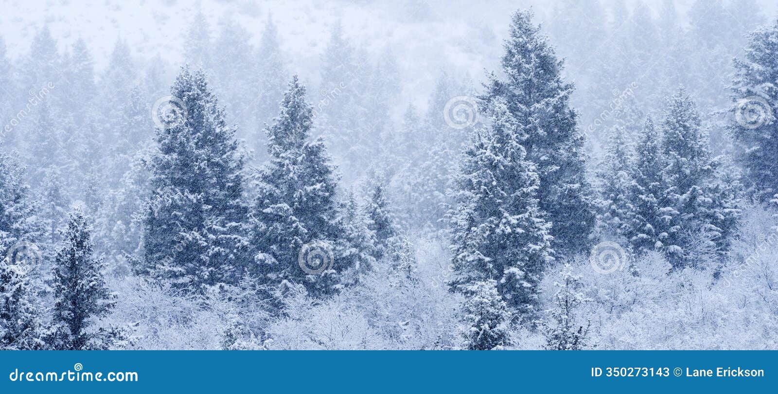 Winter Pine Tree Forest on Mountainside Snow Texture Blizzard Snow ...