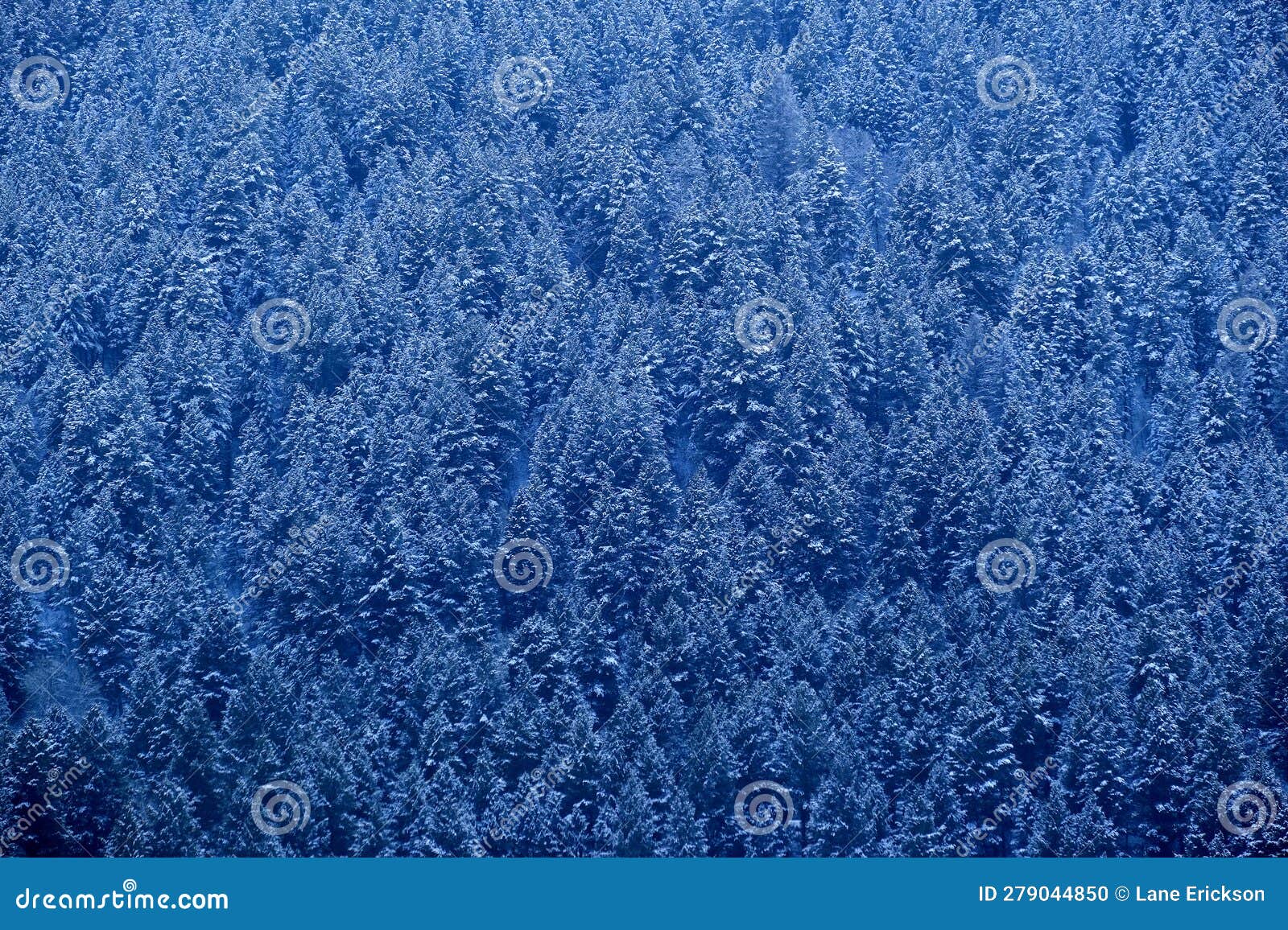Winter Pine Tree Forest on Mountainside Snow Texture Stock Photo ...