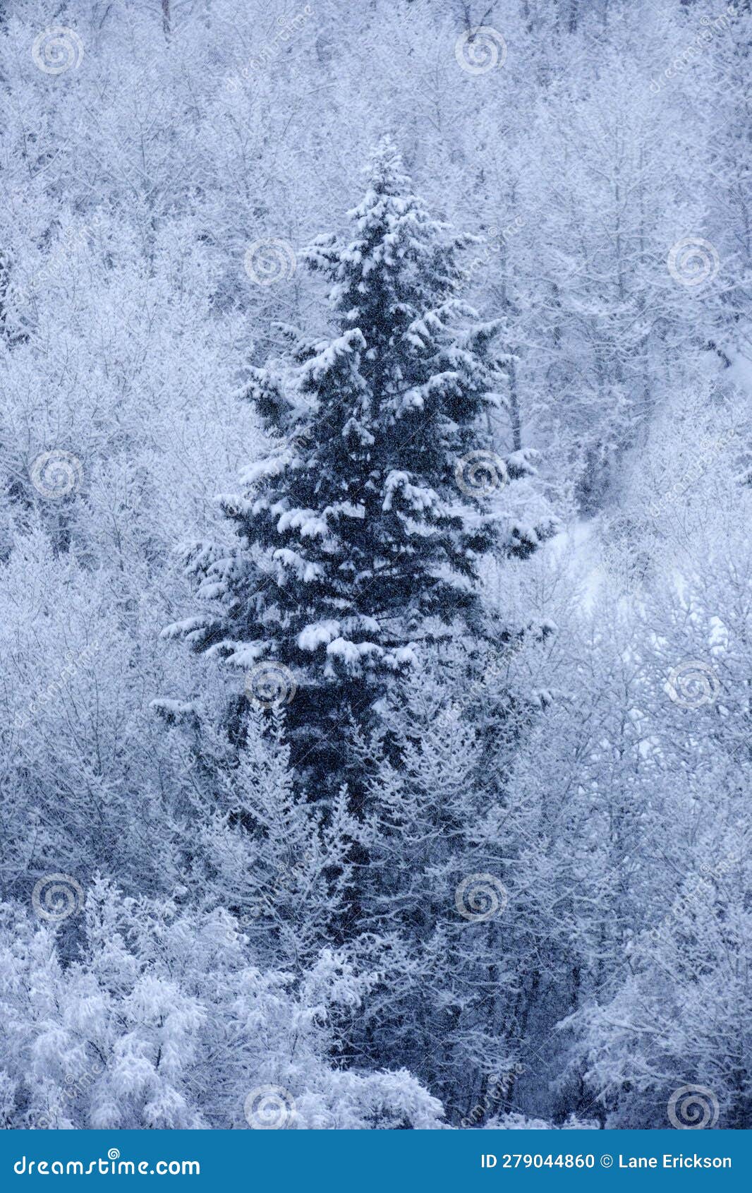 Winter Pine Tree Forest on Mountainside Snow Texture Stock Photo ...