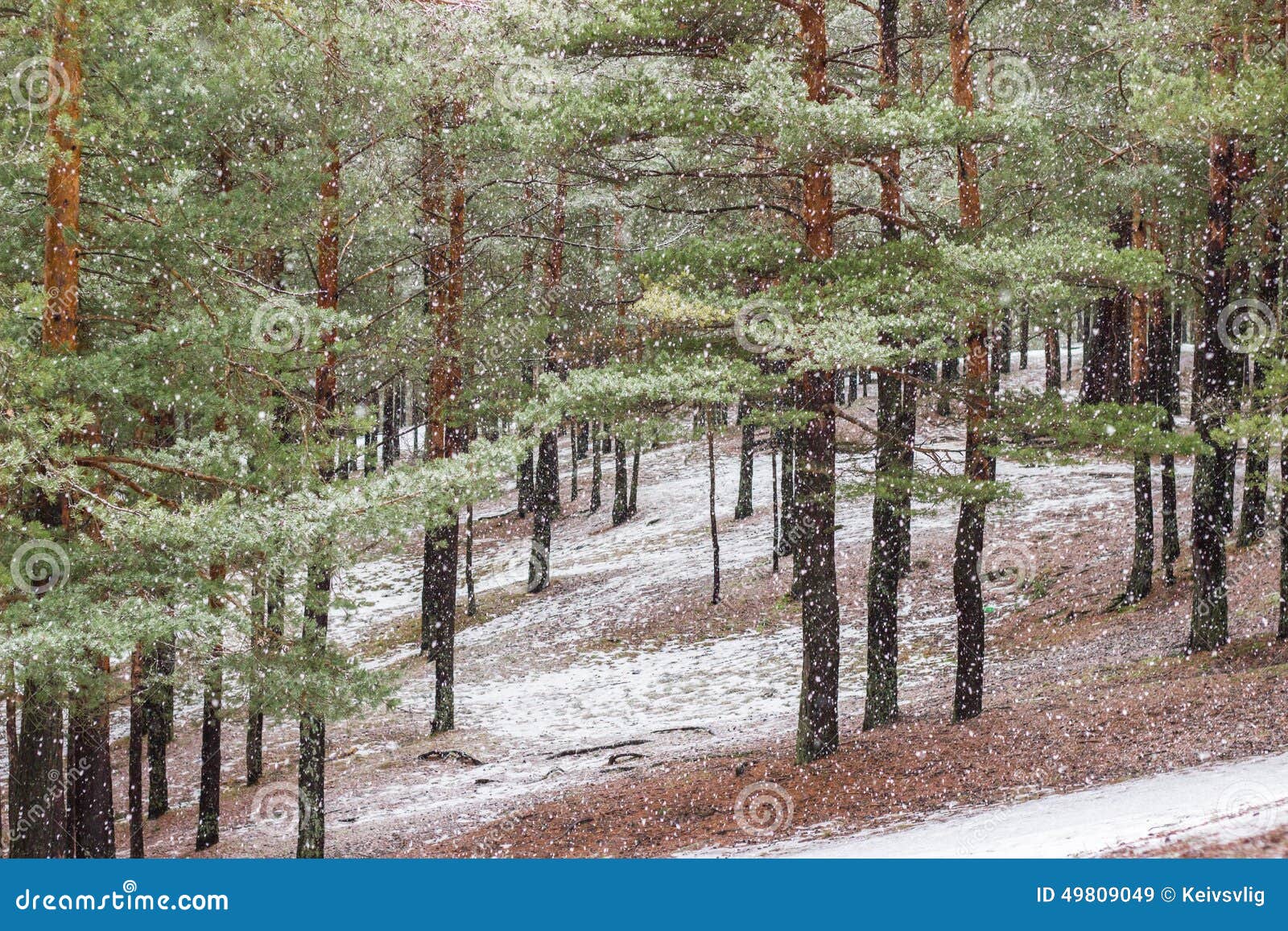 Winter pine tree forest stock image. Image of snow, green - 49809049