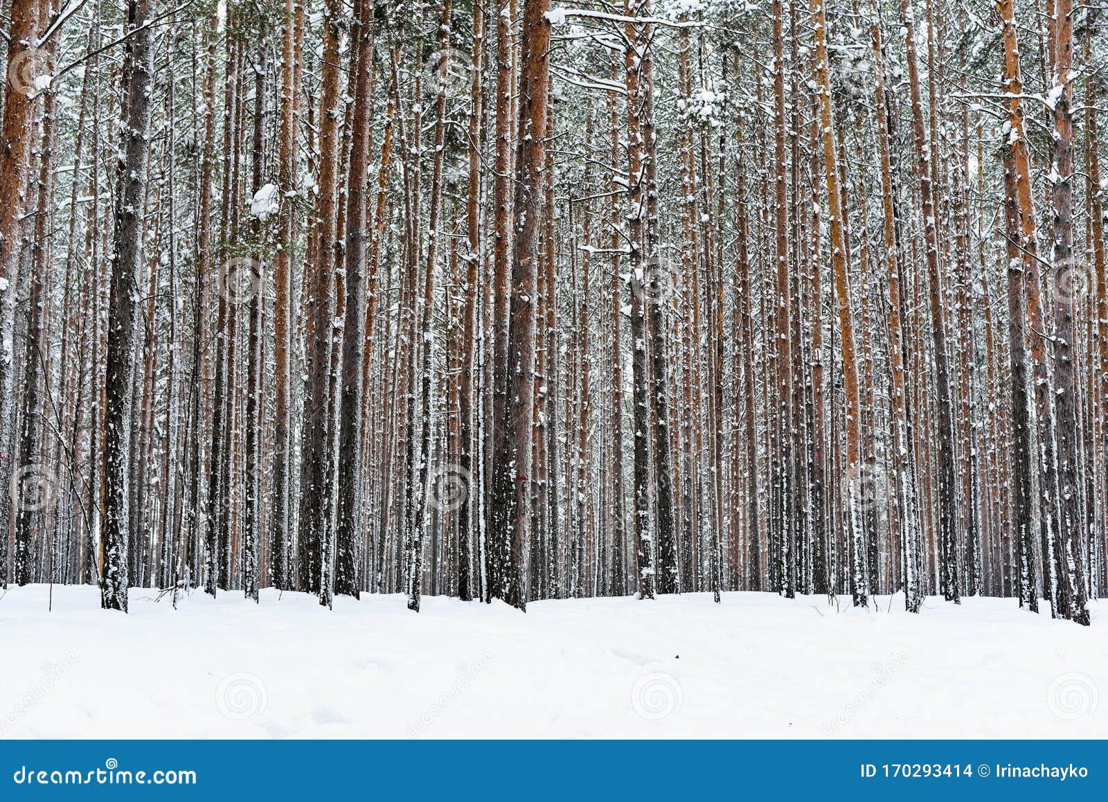 Winter Pine Tree Forest with Snow on Trees Stock Photo - Image of ...