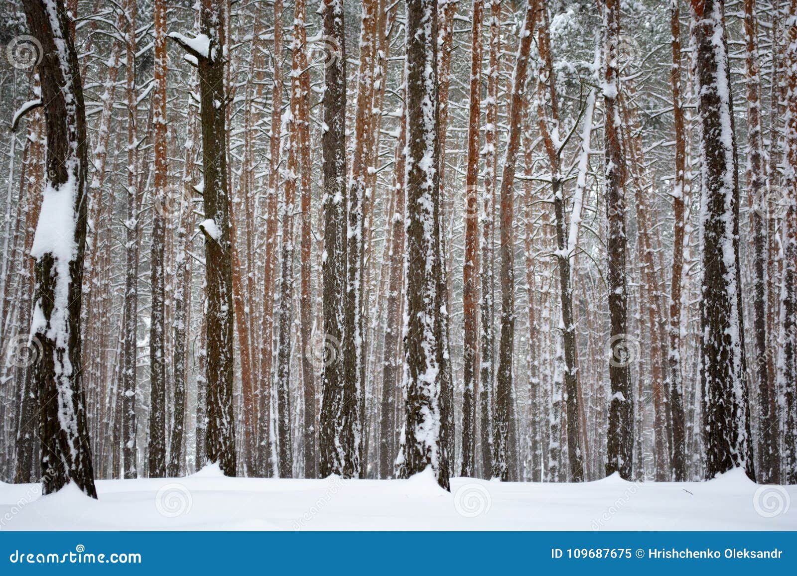 Winter Pine Tree Forest with Snow Stock Image - Image of beauty, snow ...