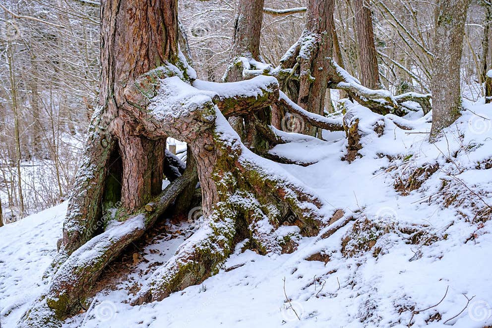 In Winter, a Pine Tree Grows in the Forest with Roots Covered with Snow ...