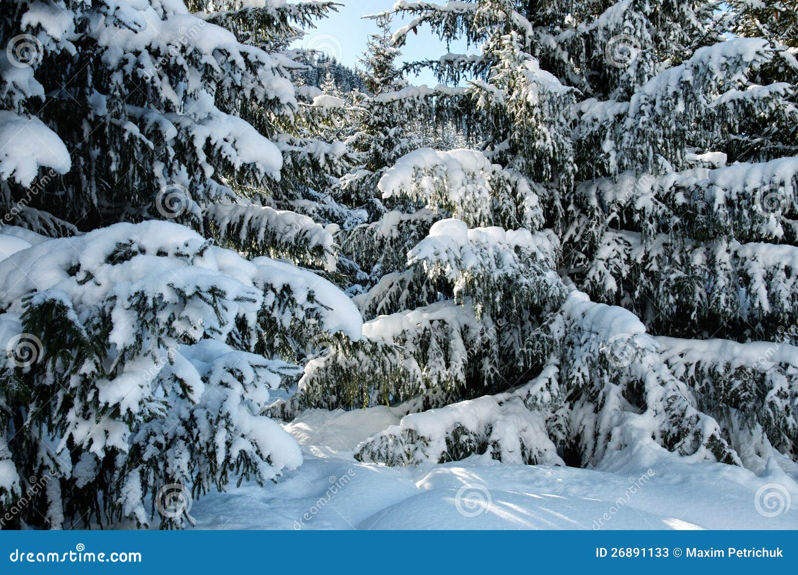 Winter pine trees stock image. Image of cold, outdoor - 26891133