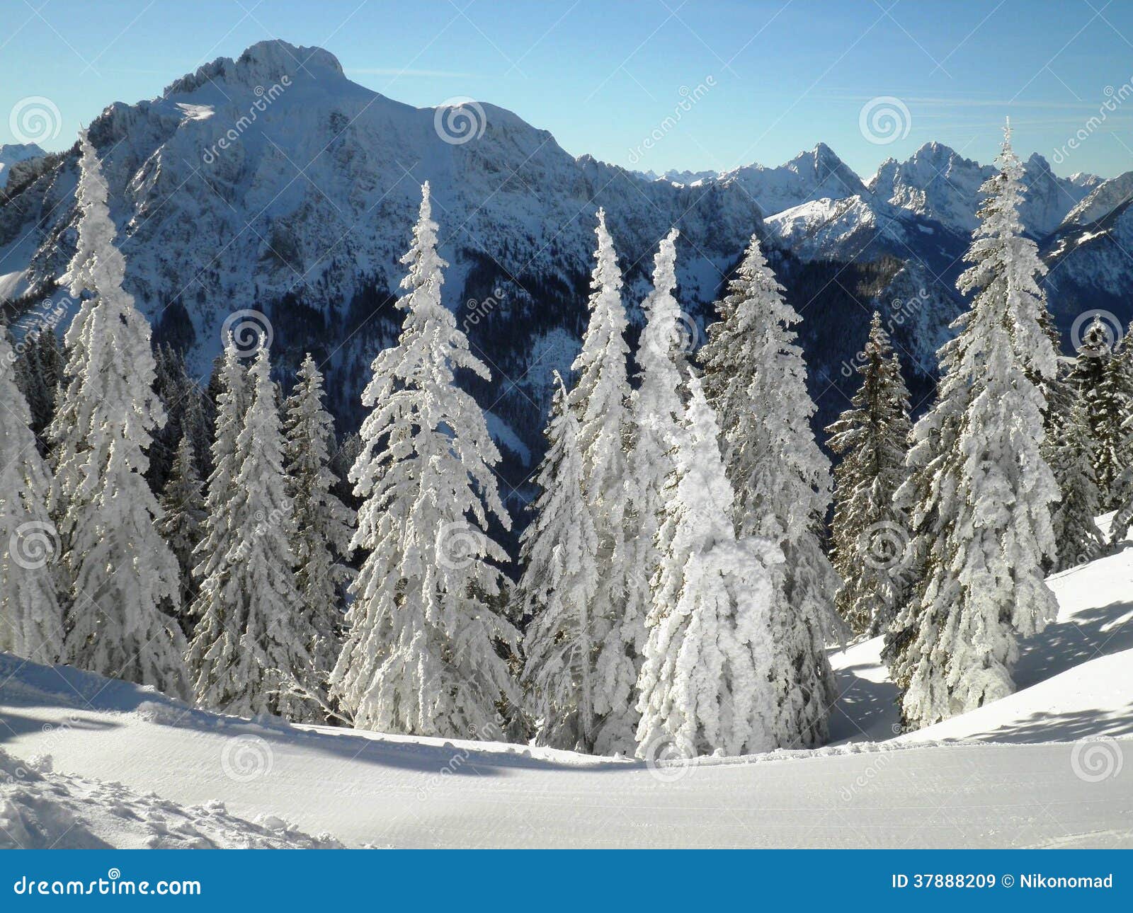 Winter Pine Trees stock image. Image of pine, woods, snow - 37888209
