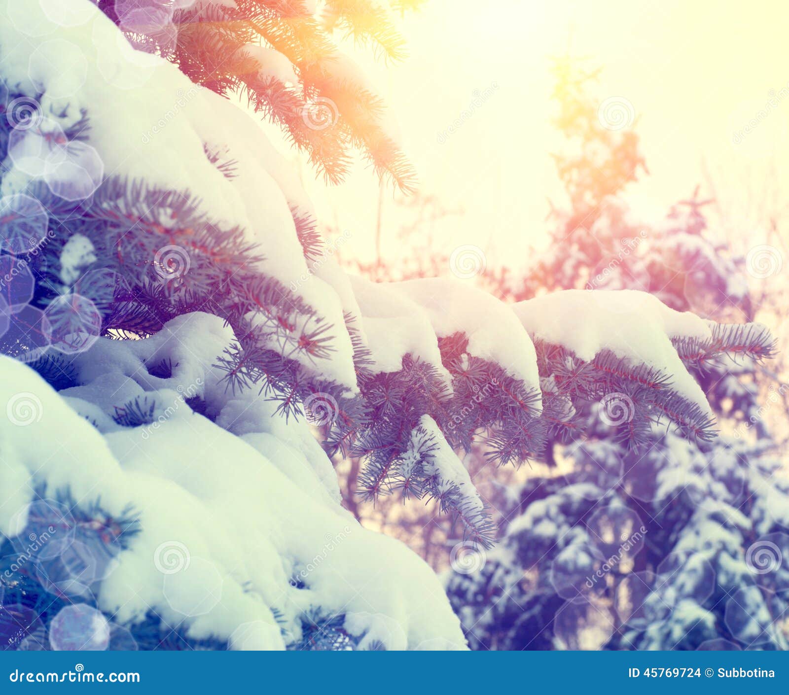 Winter Pine Trees Dusk Bare Limbs Stock Image | CartoonDealer.com ...