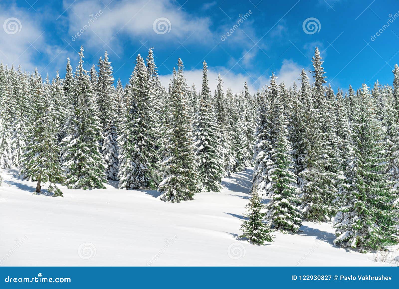 Winter pine trees in snow stock image. Image of hill - 122930827