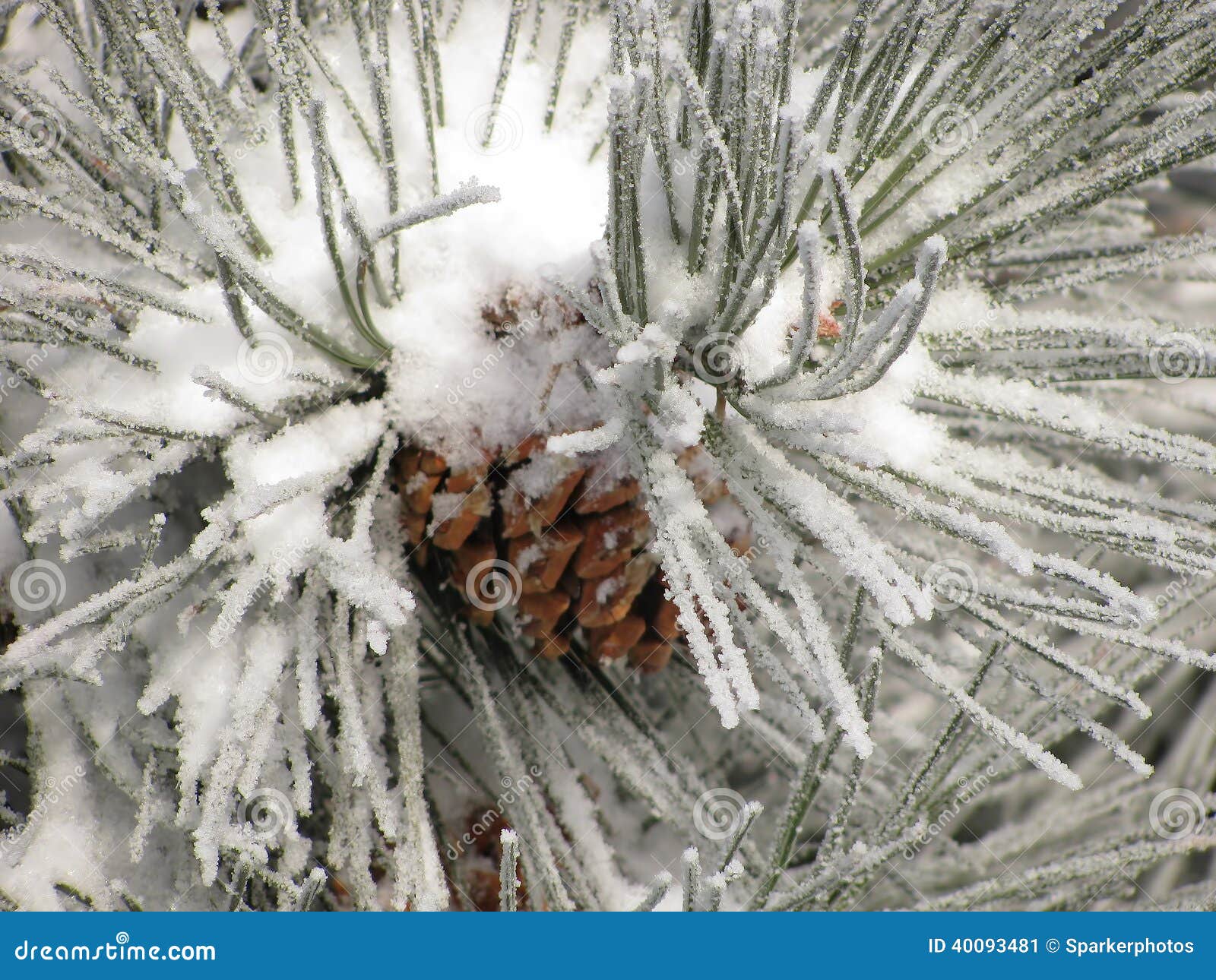 Winter pinecone stock image. Image of mountains, daylight - 40093481