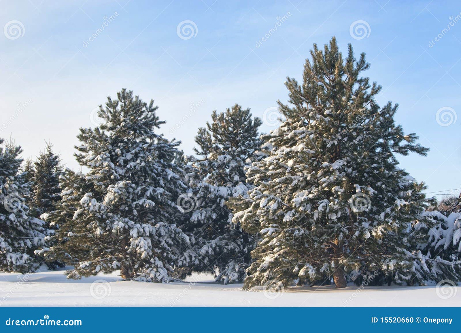 Winter Pines stock photo. Image of forest, snow, pine - 15520660