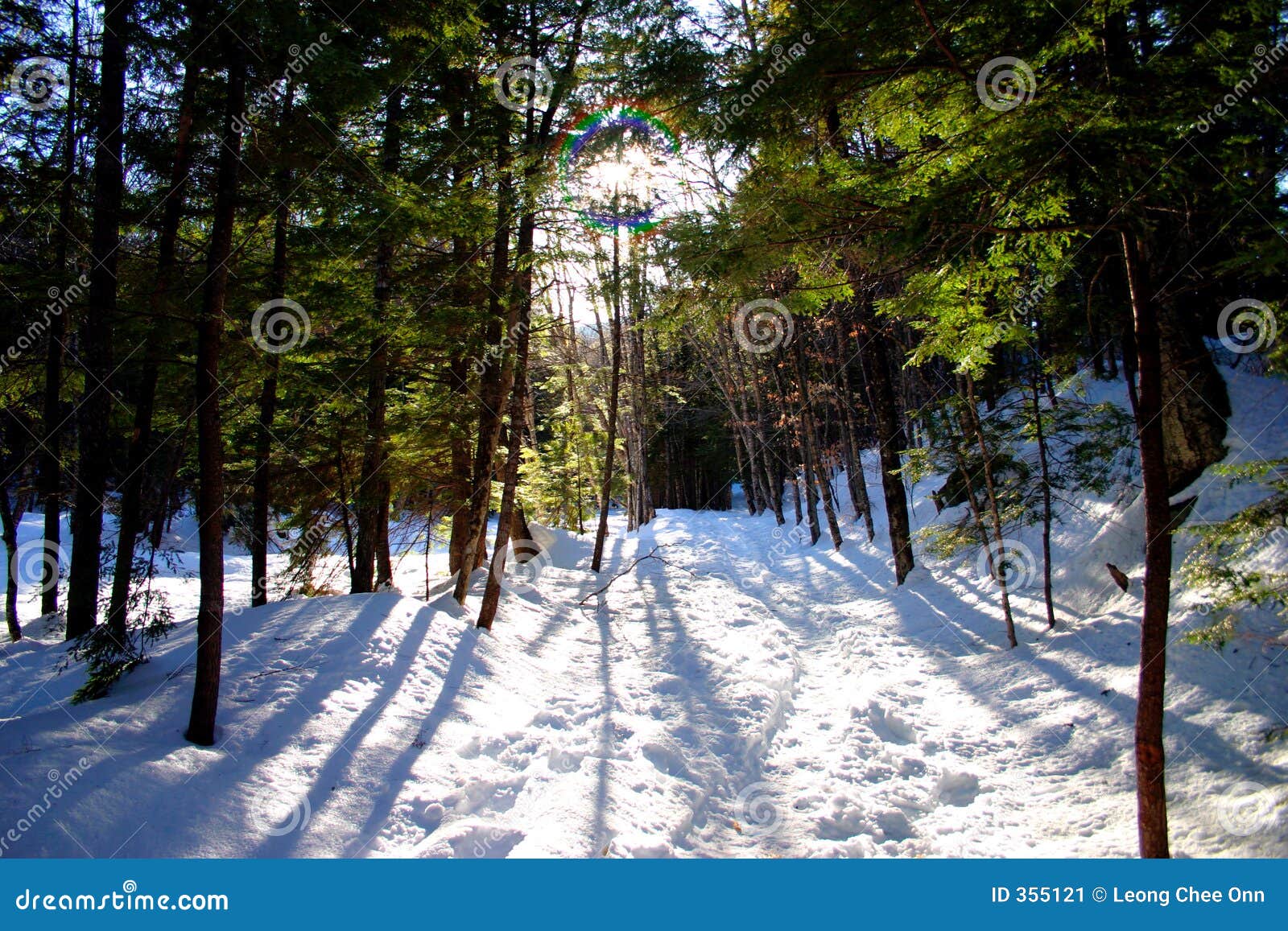 Winter Pines stock image. Image of walk, light, trees, england - 355121