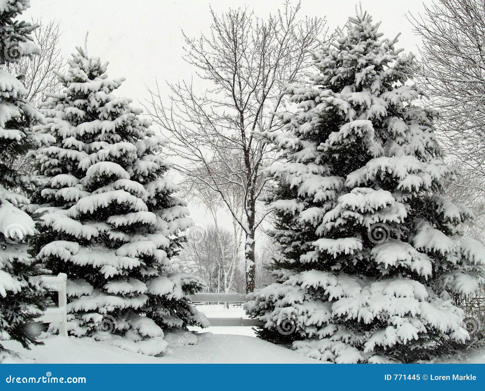 Winter pines stock image. Image of snow, winter, pine, piney - 771445