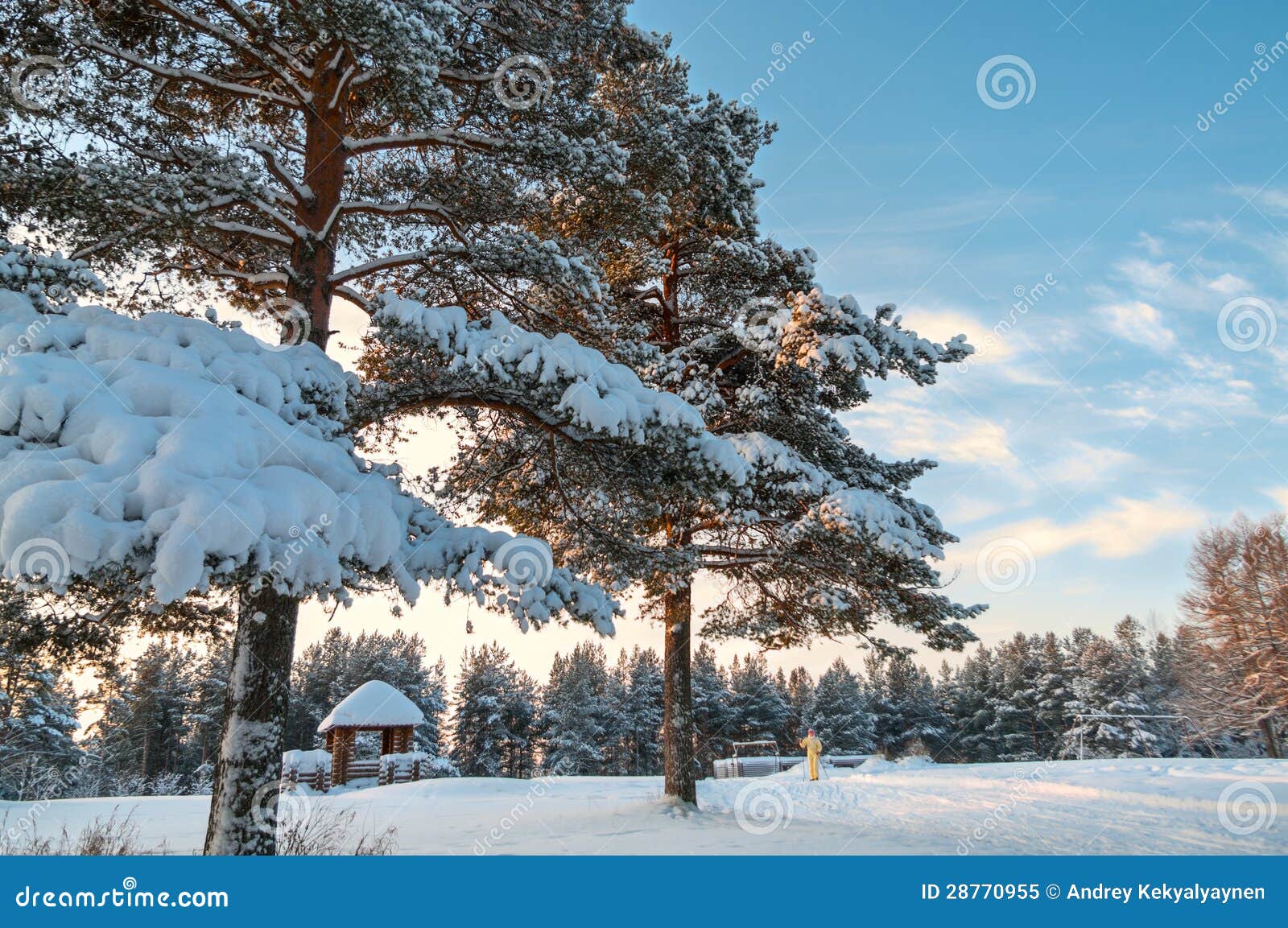 Winter Pines in Evergreen Forest Stock Image - Image of dusk, dawn ...