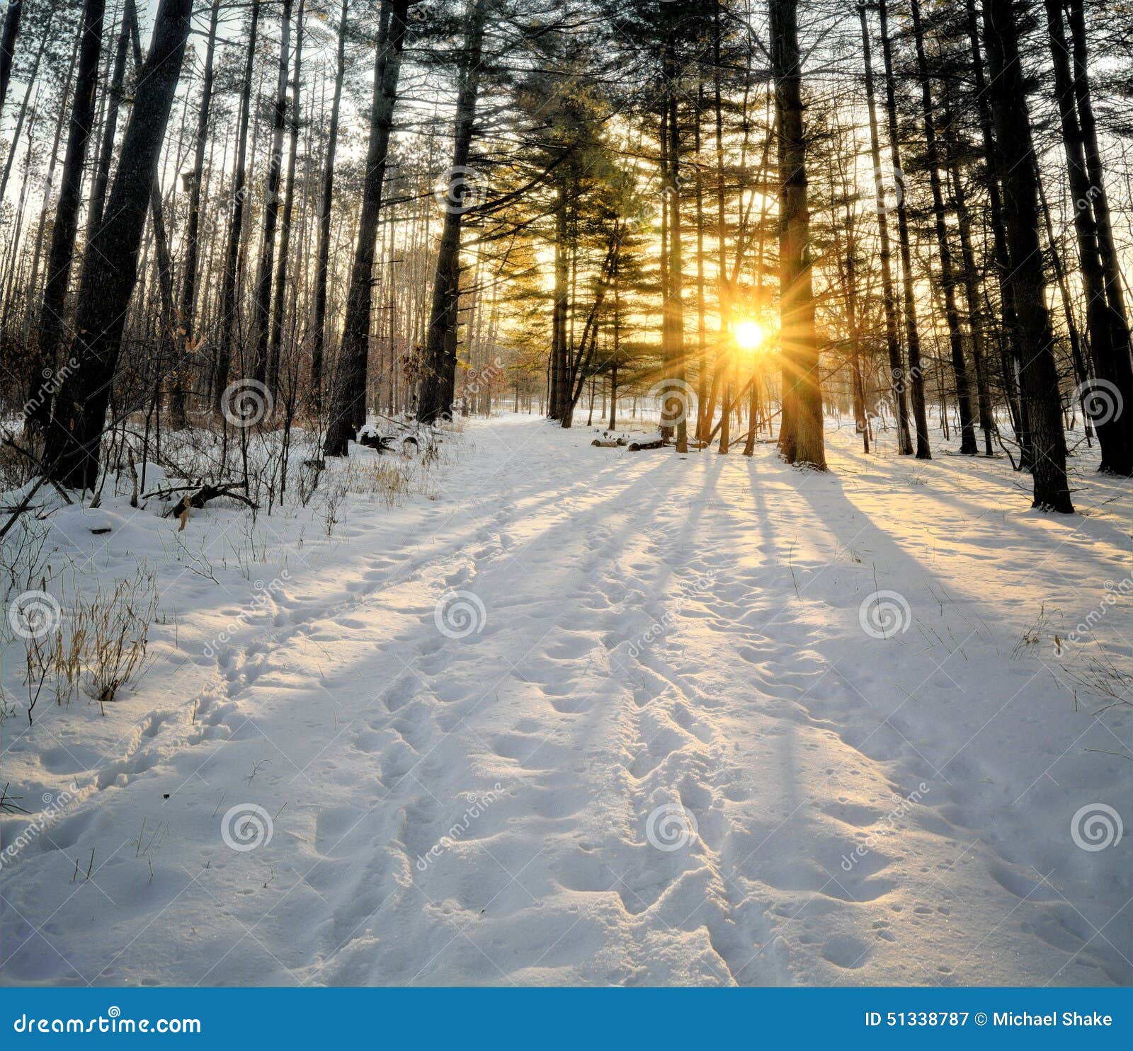 Winter Pines Sunrise stock image. Image of cold, beautiful - 51338787