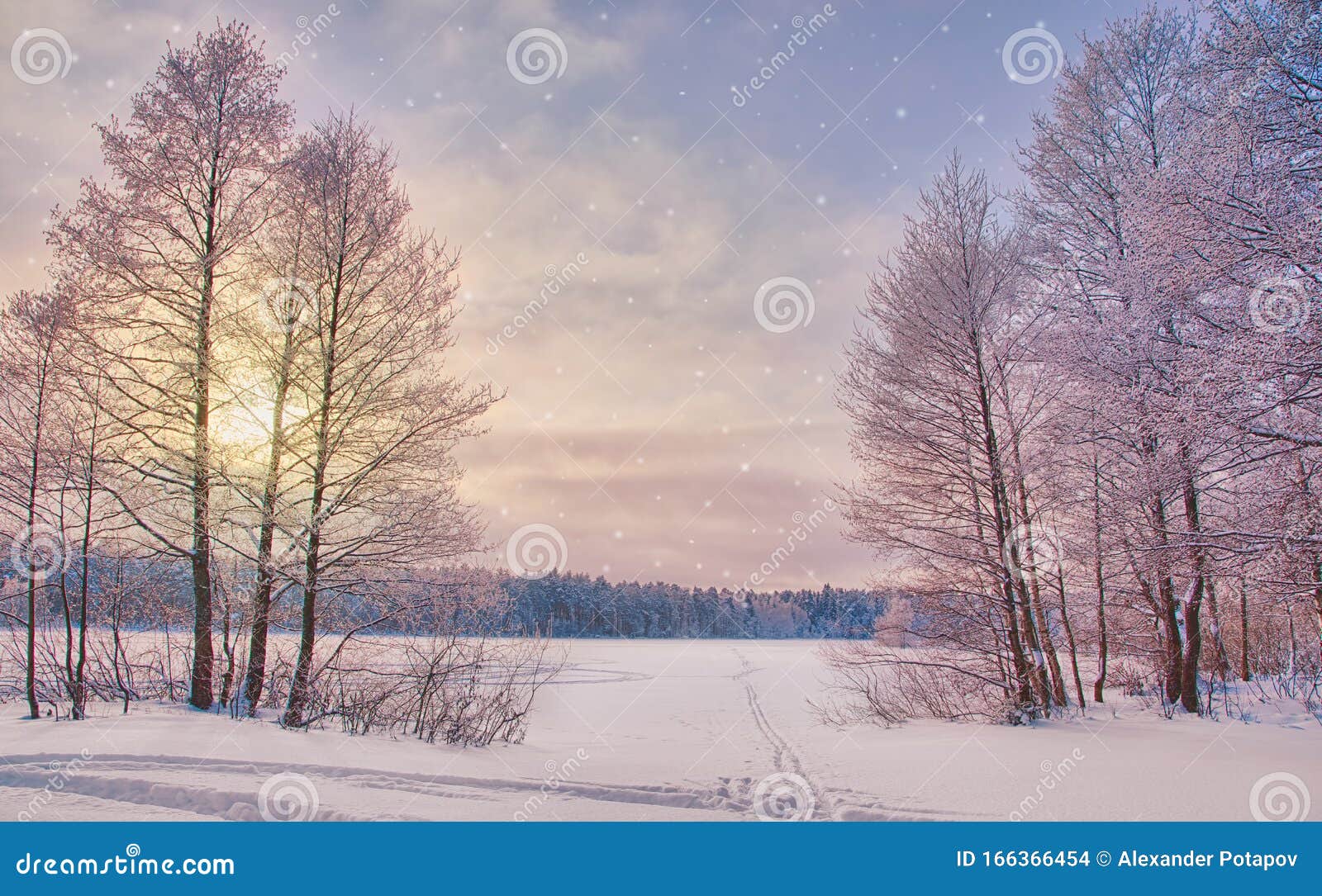 Winter Pink Sunset in Cold Bare Forest Stock Photo - Image of pine ...