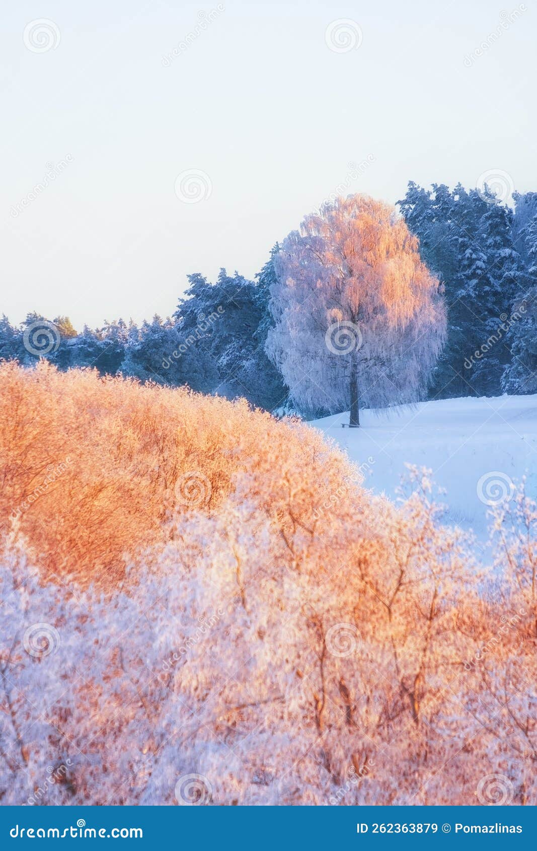 Winter Pink Sunset with Trees Under the Snow in Forest Stock Image ...