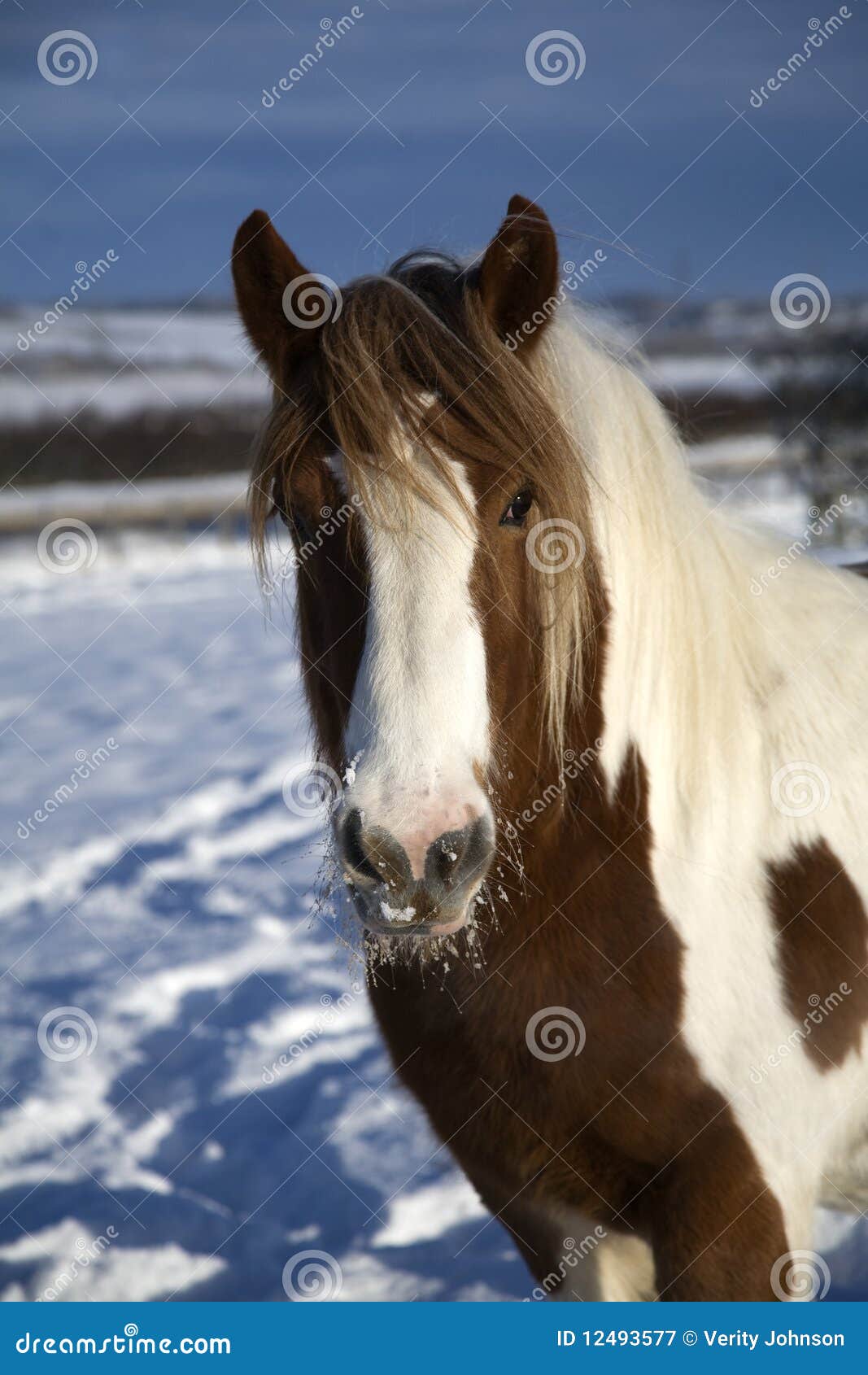 Winter pony stock image. Image of snow, equestrian, winter - 12493577