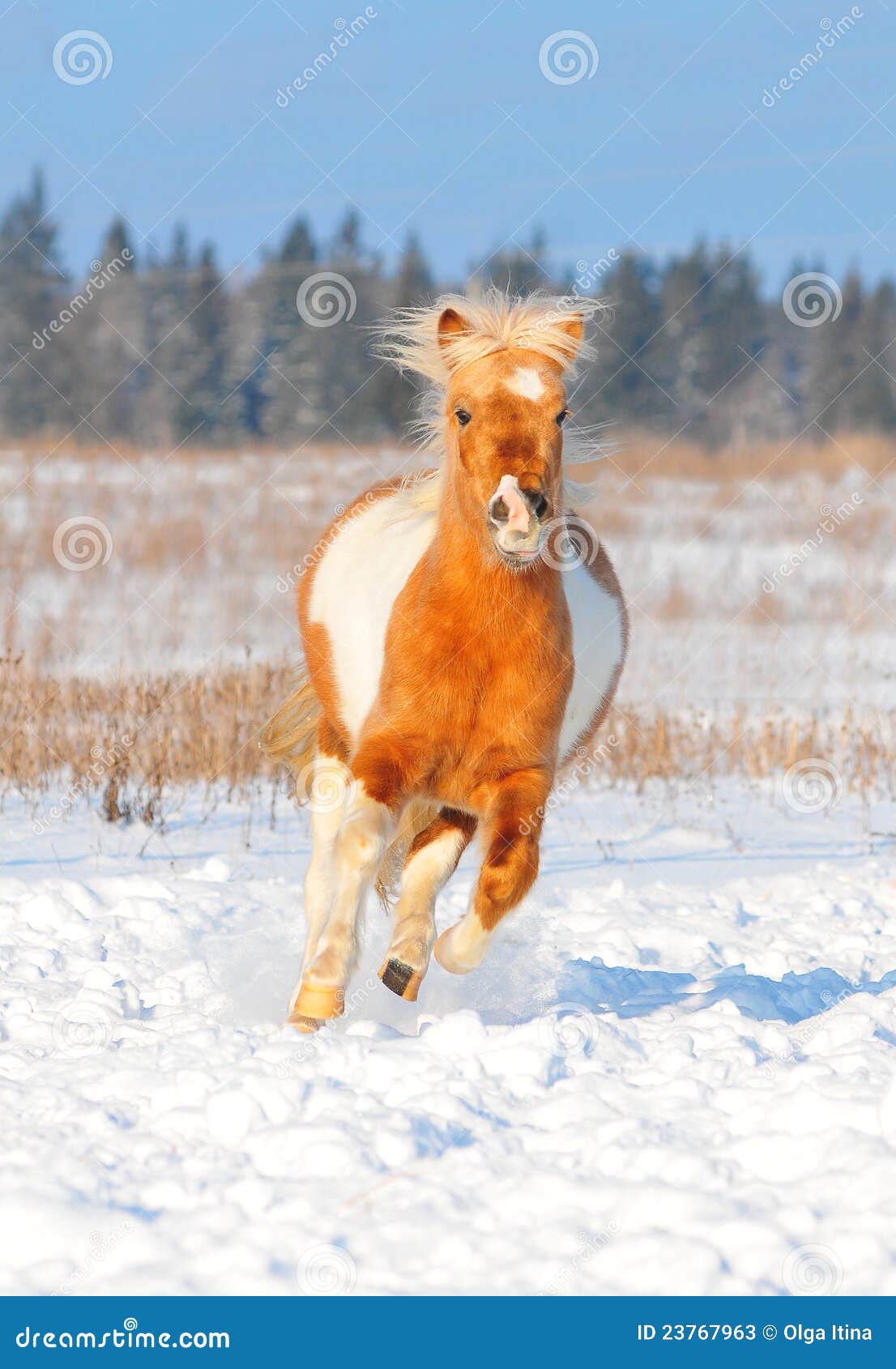 Winter pony free stock image. Image of landscape, horse - 23767963