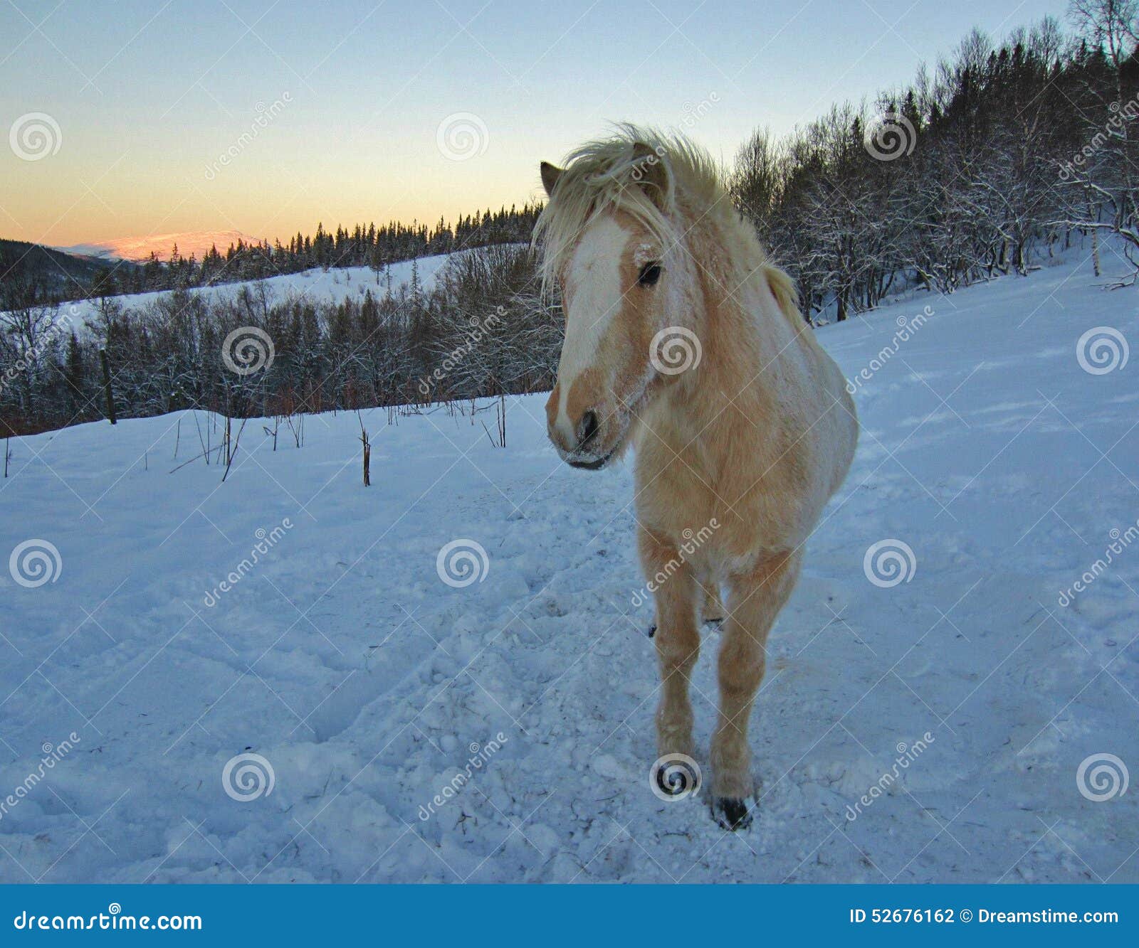 Winter pony stock photo. Image of weather, sunset, animal - 52676162