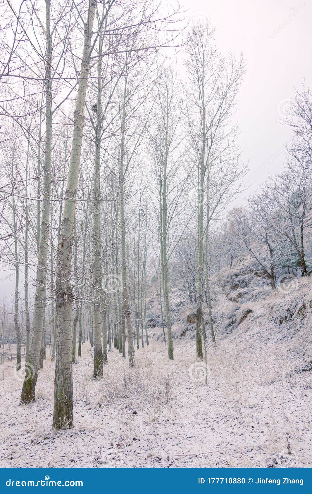 Winter poplar grove stock photo. Image of populus, shrub - 177710880