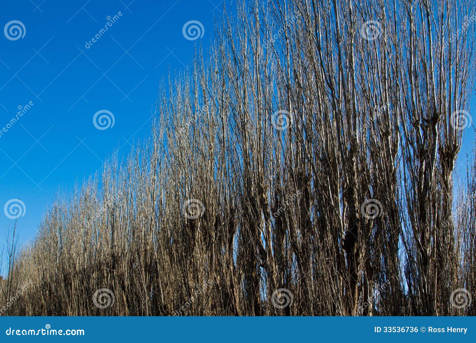 Winter Poplar Trees stock photo. Image of nature, empty - 33536736