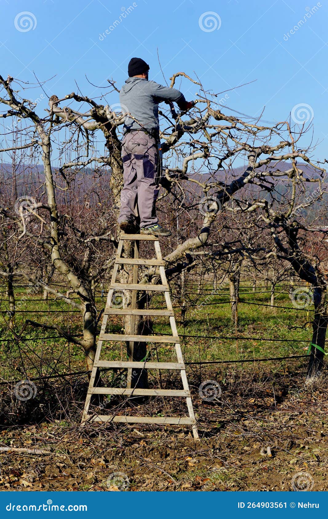 Winter Pruning of Apple Tree Agriculture Concept Stock Image - Image of ...