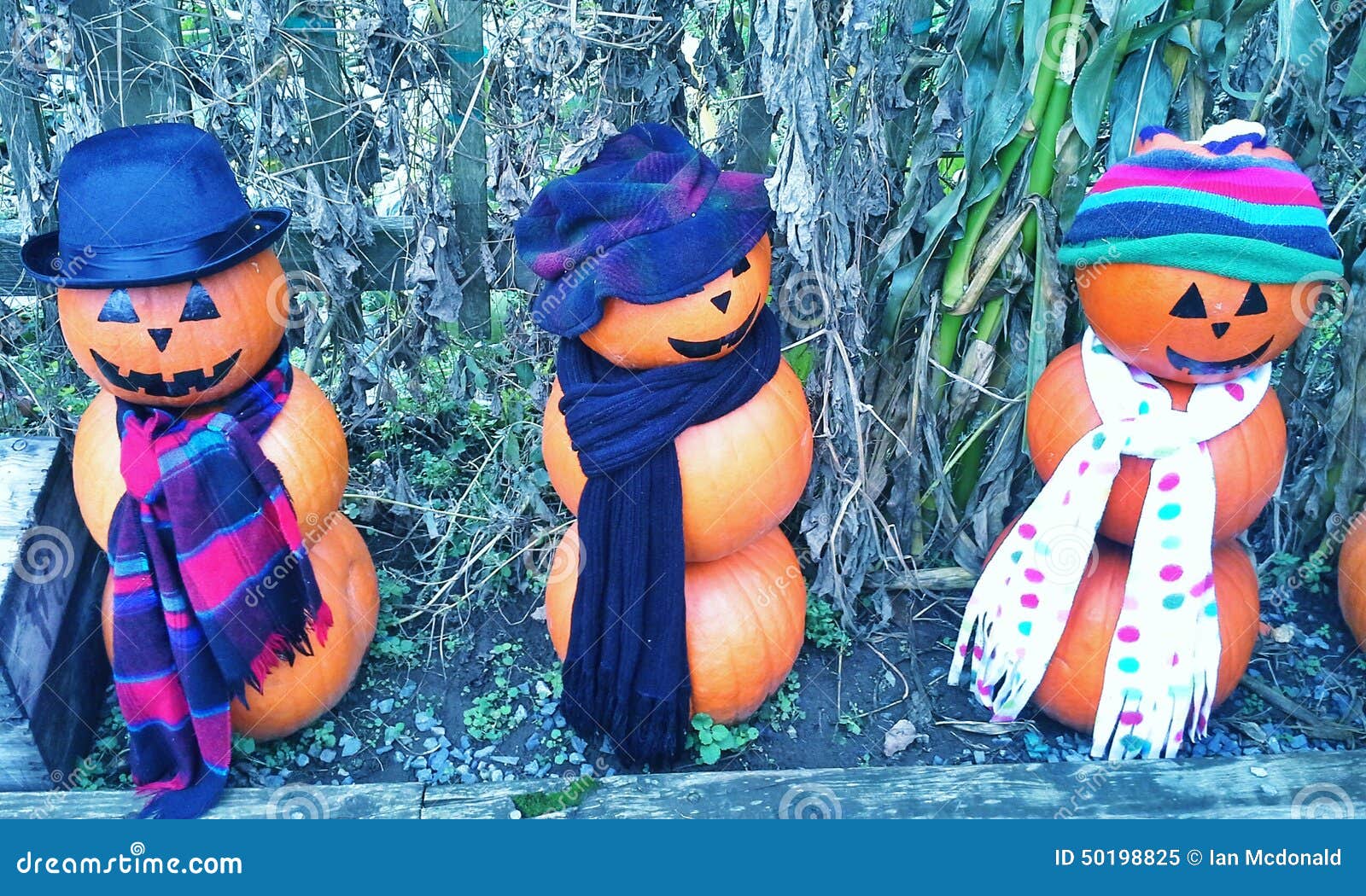 Winter Pumpkins stock image. Image of jack, touque, thanksgiving - 50198825