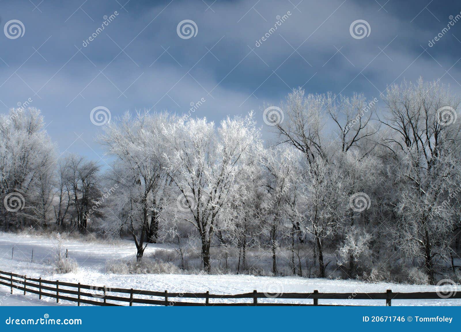 Winter Ranch Forrest stock photo. Image of white, outdoors - 20671746