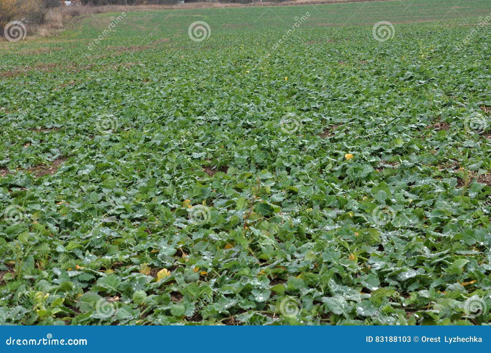 Winter Rapeseed Field in Autumn Stock Image - Image of varieties, plant ...