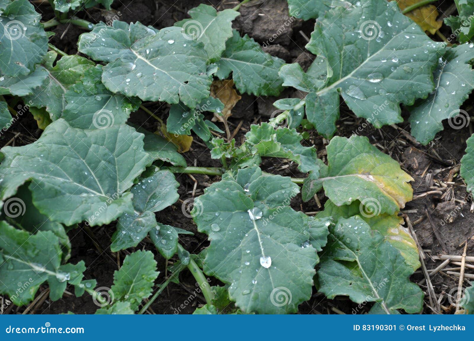 Winter Rapeseed Field in Autumn Stock Image - Image of growth, hybrids ...