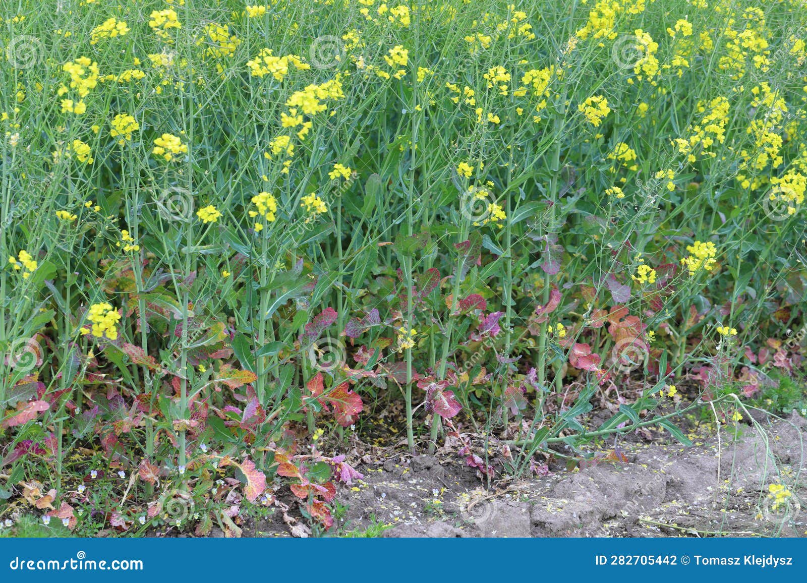 Winter Rapeseed Plants during Vegetation with Visible Nutrient ...