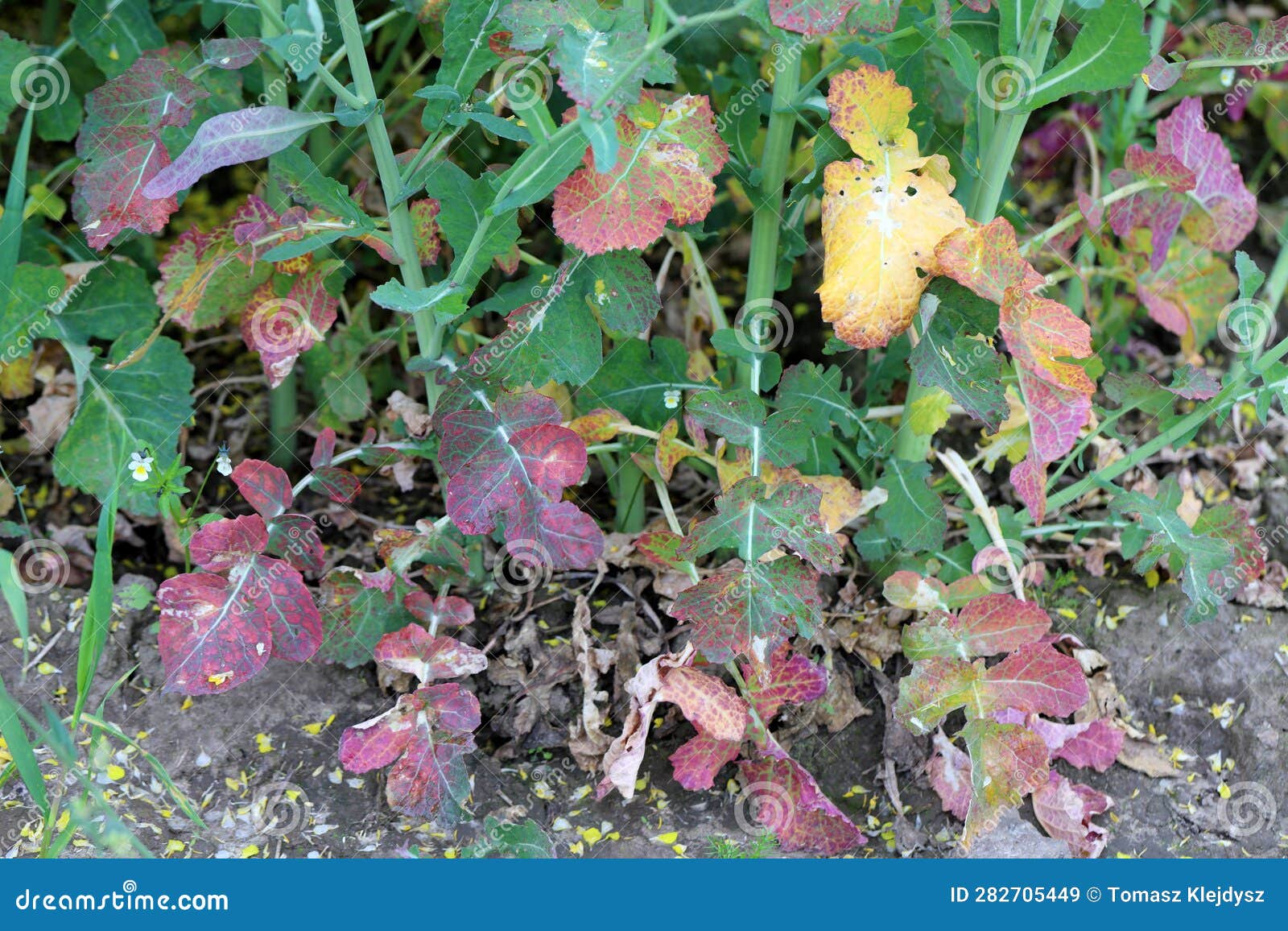 Winter Rapeseed Plants During Vegetation With Visible Nutrient Deficiencies - Leaf Discoloration ...