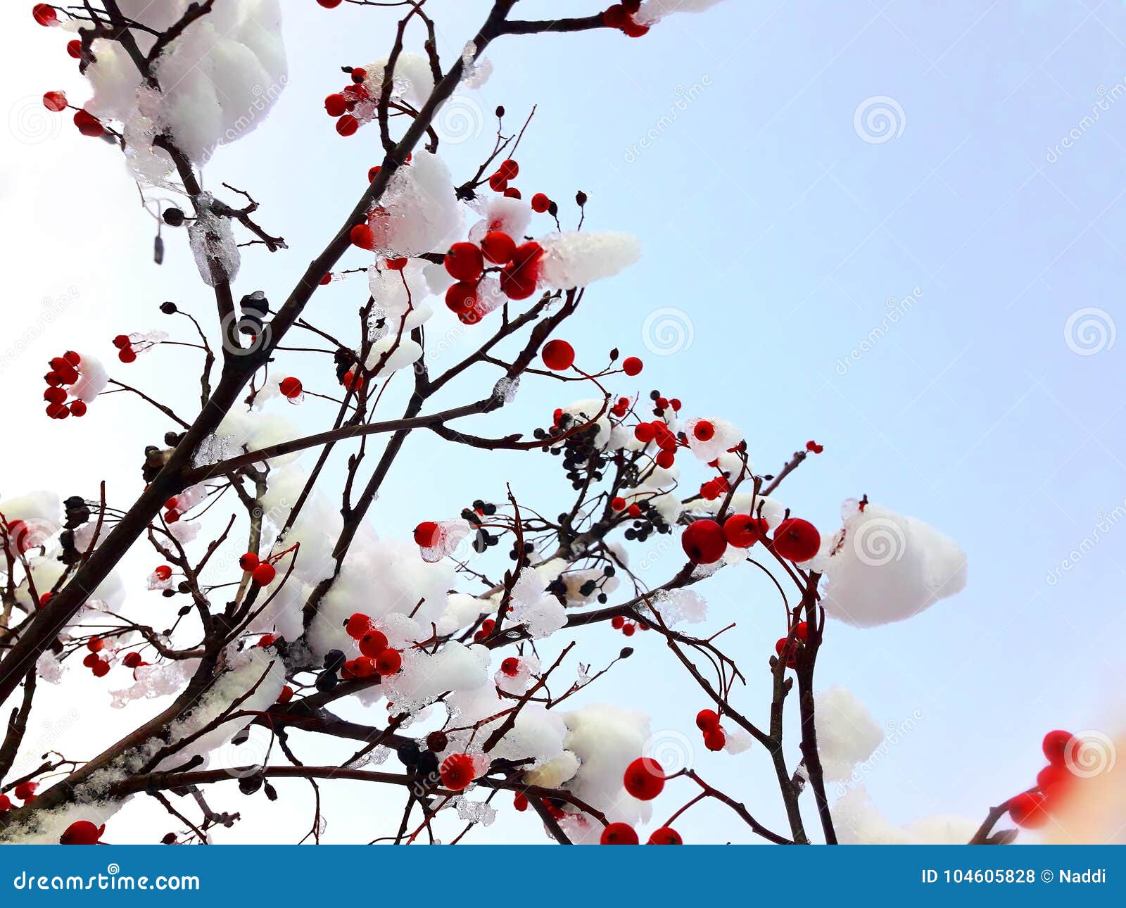 Winter Red Berries Covered with Snow. Stock Photo - Image of frosty ...