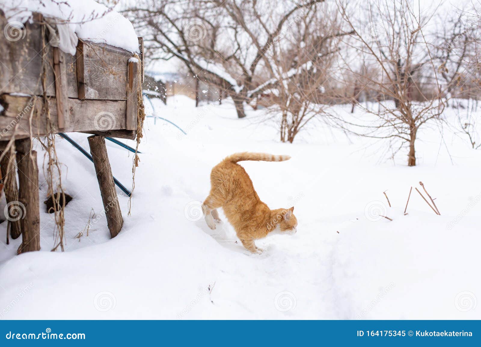 Winter. Red Cat Jumping in the Snow Stock Image - Image of kitty, cold ...