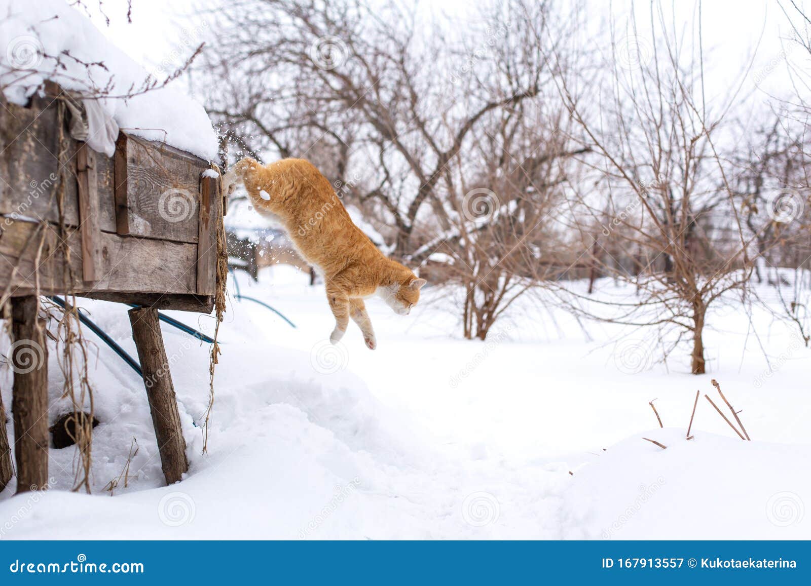 Winter. Red Cat Jumping in the Snow Stock Image - Image of christmas ...