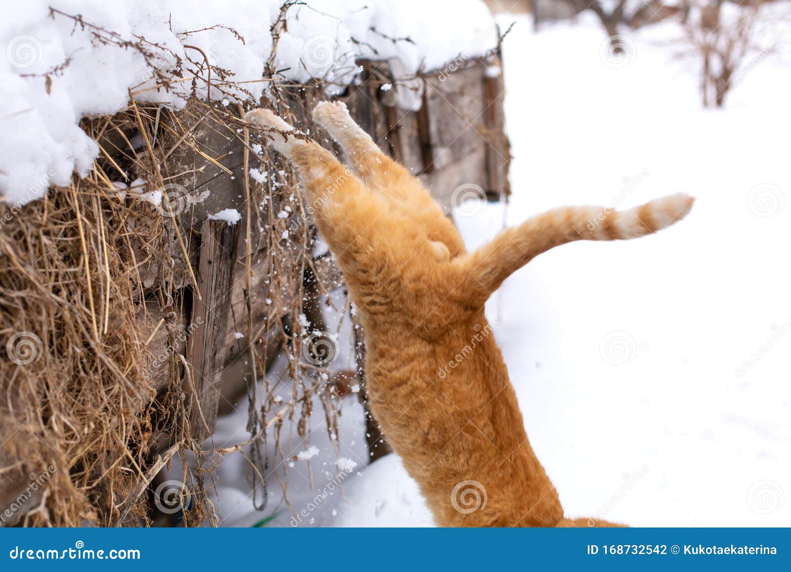 Winter. Red Cat Jumping in the Snow Stock Photo - Image of looking ...