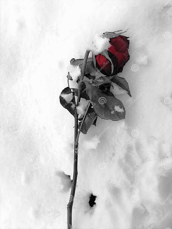 Winter red rose stock photo. Image of snow, white, winter - 236730316