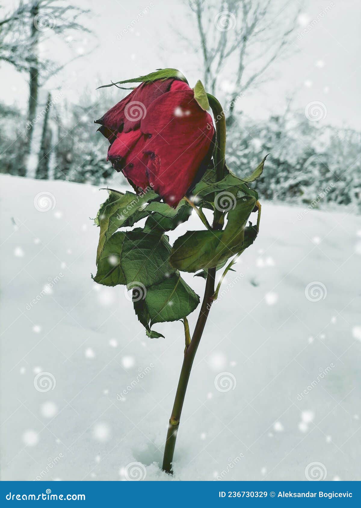 Winter red rose stock image. Image of branch, bouquet - 236730329