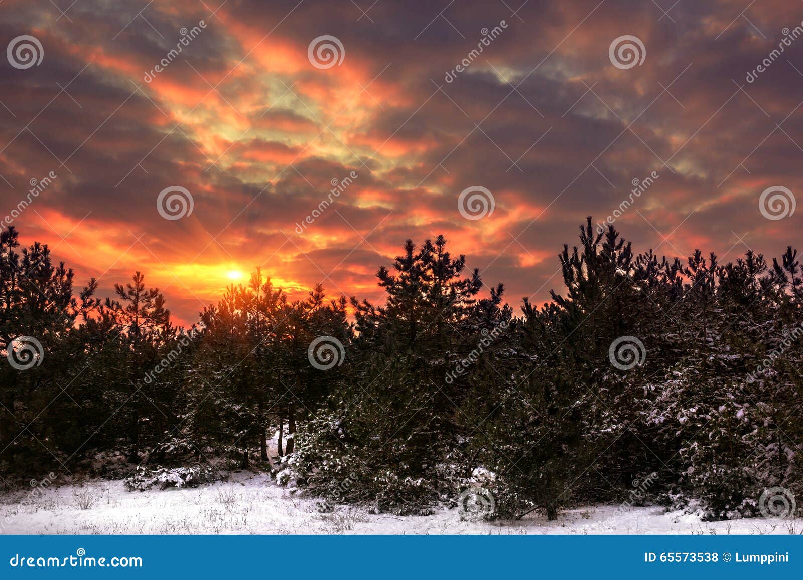 Winter Red Sunrise in the Snowy Pine Forest Stock Photo - Image of ...