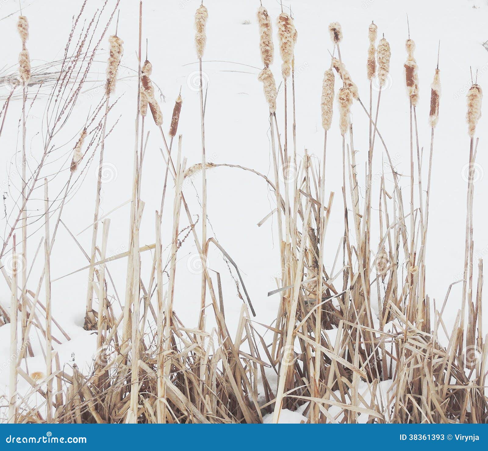 Winter reed stock image. Image of river, morning, rural - 38361393