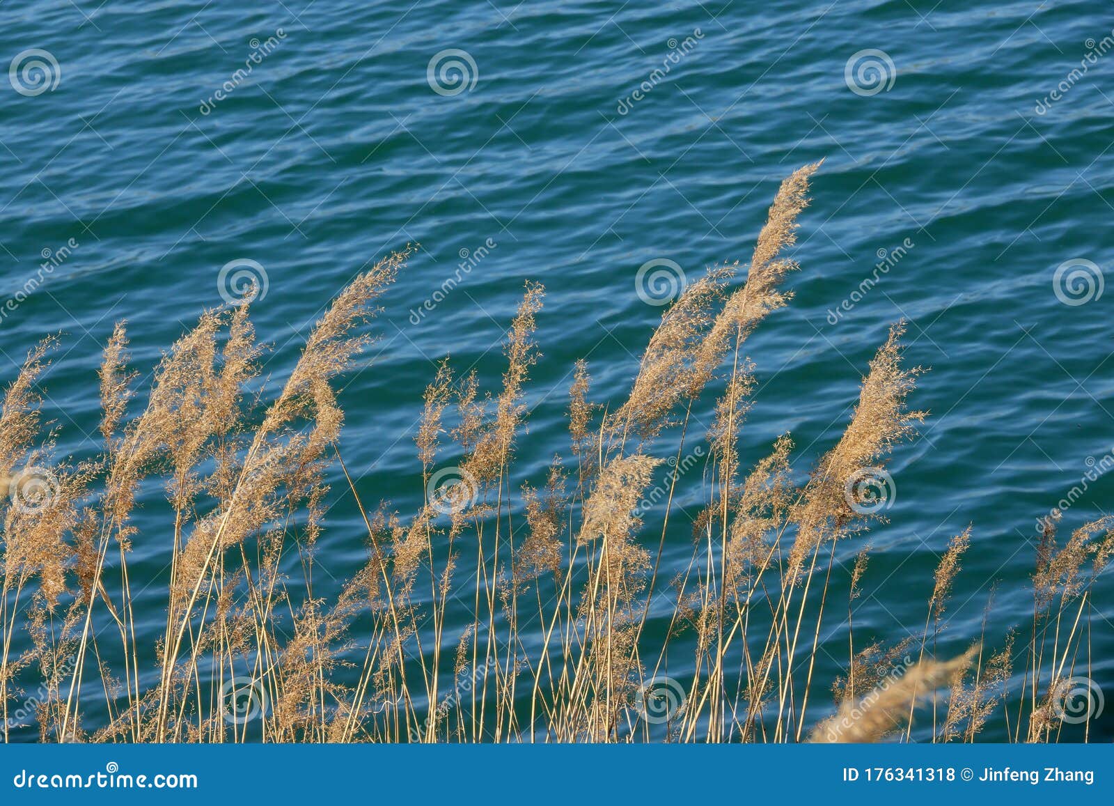 Winter reed stock photo. Image of reeds, marsh, marshes - 176341318