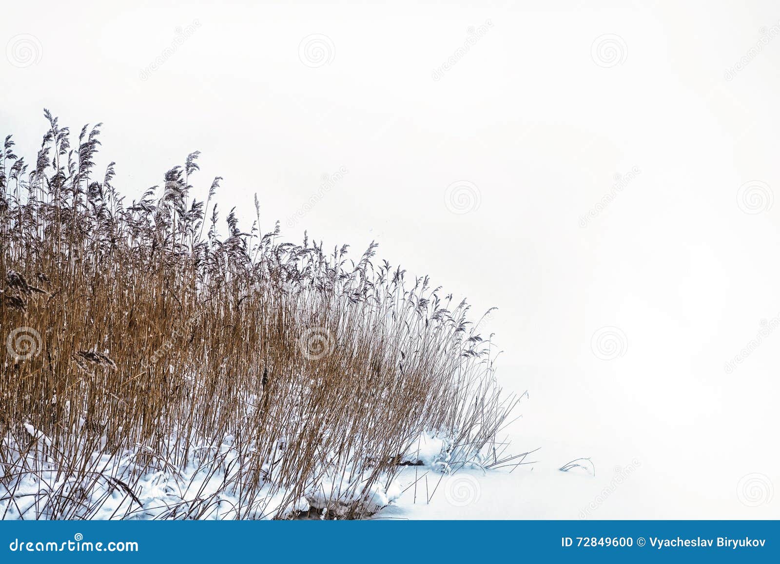 Winter reed stock photo. Image of yelow, reed, cold, minimalism - 72849600