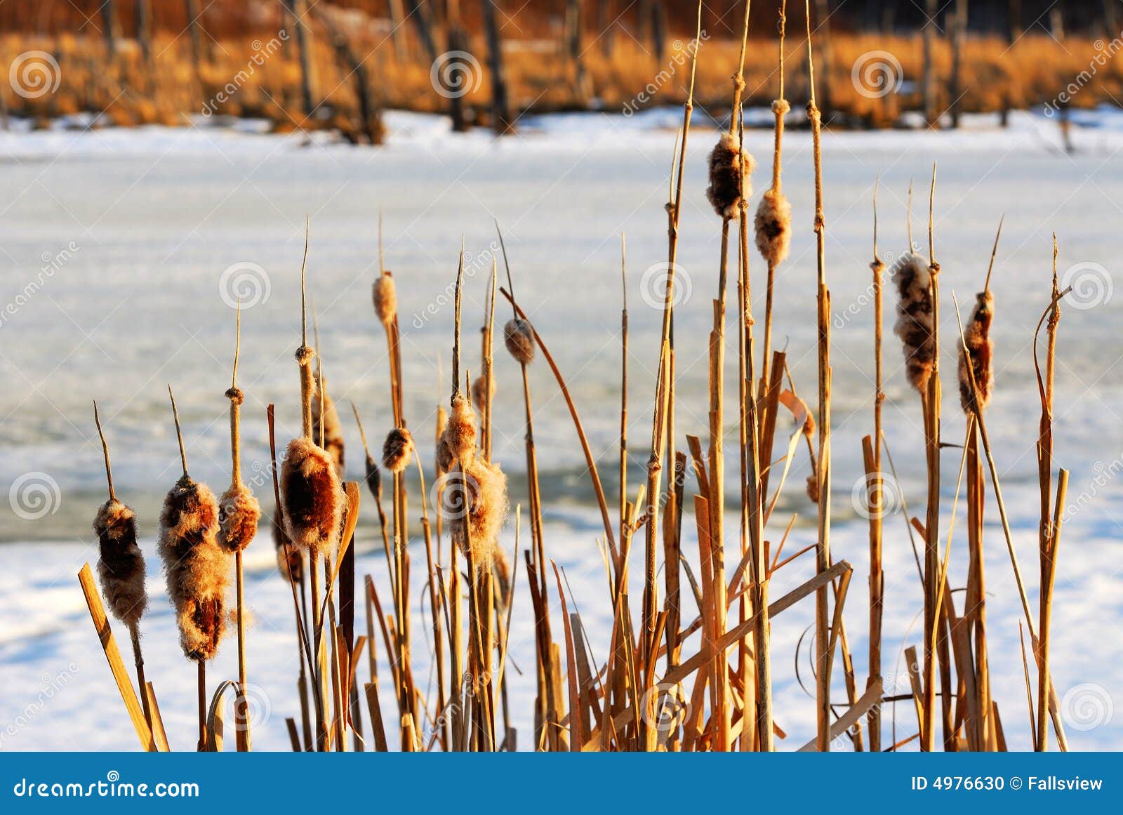 Winter reeds in sunset stock photo. Image of park, plants - 4976630