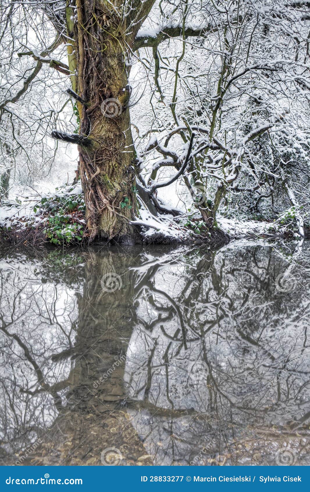 Winter reflections stock image. Image of scenic, white - 28833277