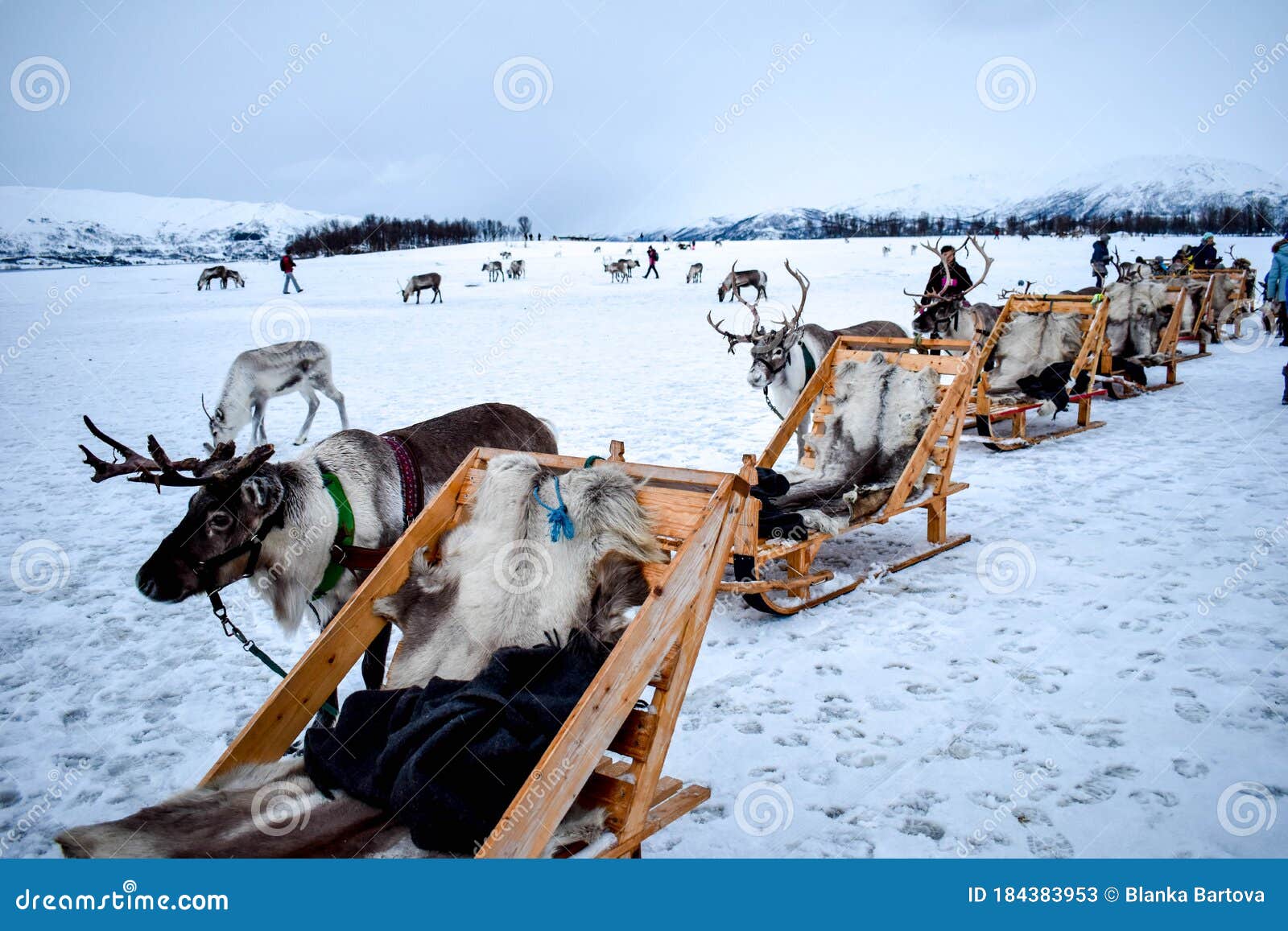 Winter Reindeer Sledding Above the Arctic Circle, Tromso, Norway Stock ...