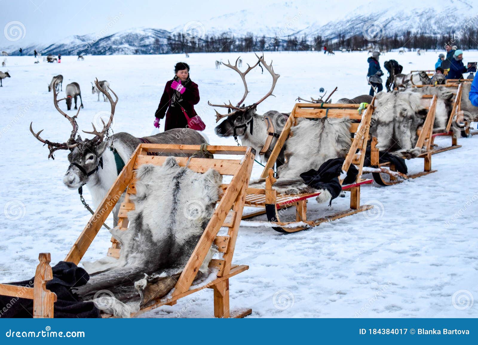 Winter Reindeer Sledding Above the Arctic Circle, Tromso, Norway ...