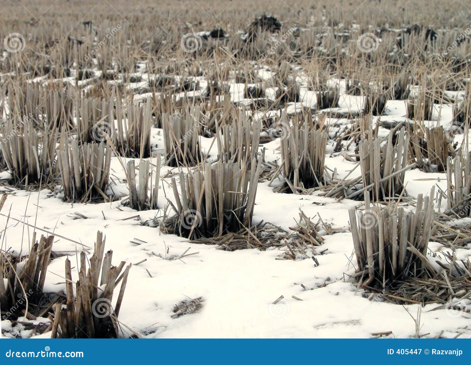 Winter rice field detail stock image. Image of asia, culture - 405447